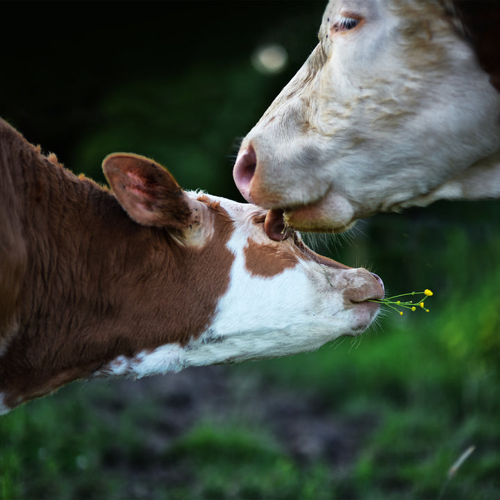 Products – The Humane League Shop